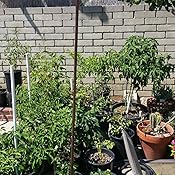 Amazon.com : Gardener's Supply Company Hi-Rise Lifetime Sprinkler ...