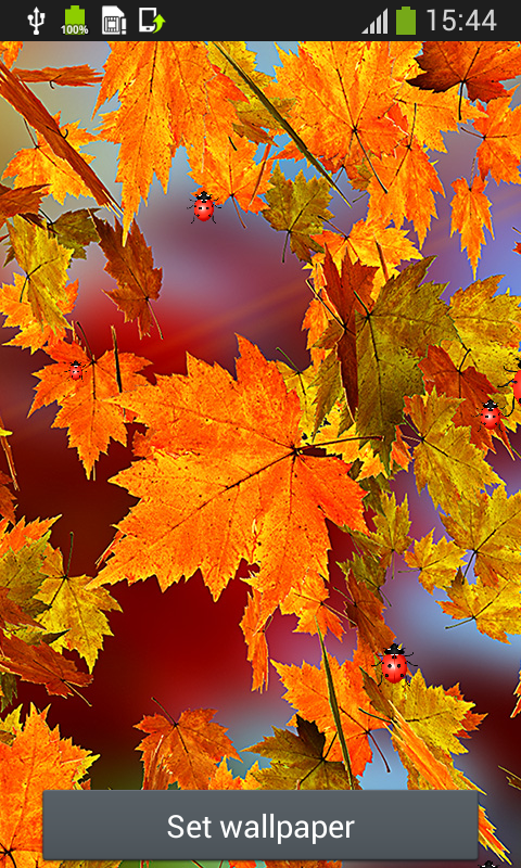 Autumn Leaves Live Wallpapers:Amazon.de:Appstore for Android