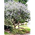 Amazon.com : Chaste Tree | 10 Live Seedlings | Texas Lilac Shoal Creek ...