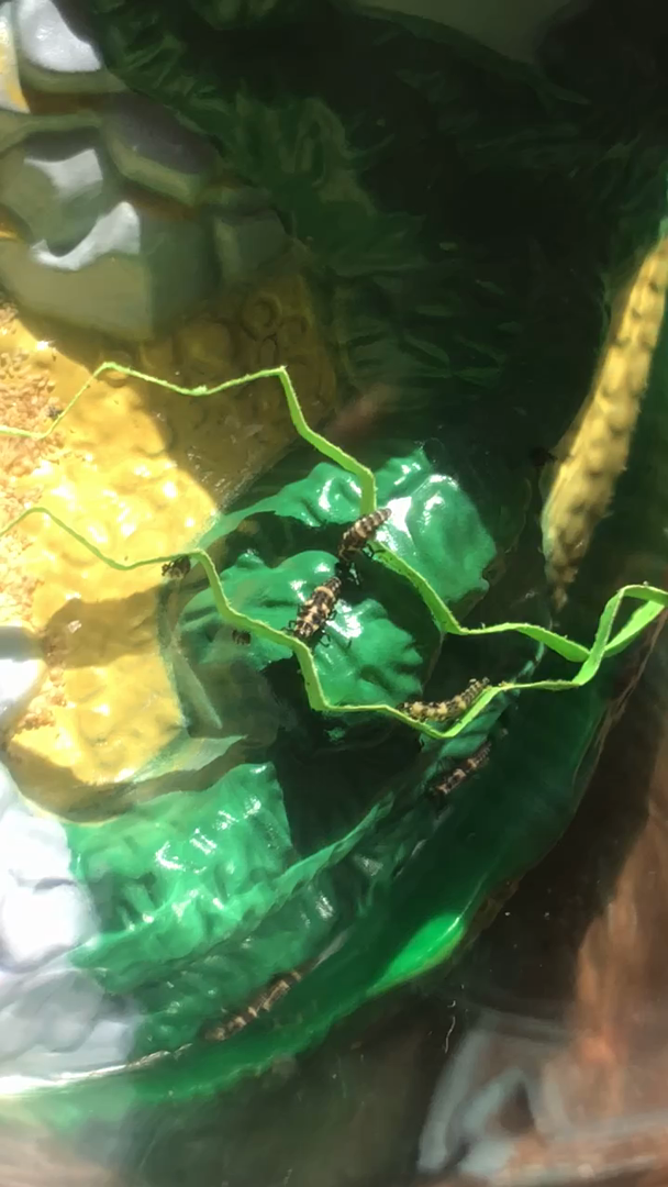 Amazon.com: Insect Lore Live Ladybug Growing Kit Toy - Baby Ladybug ...