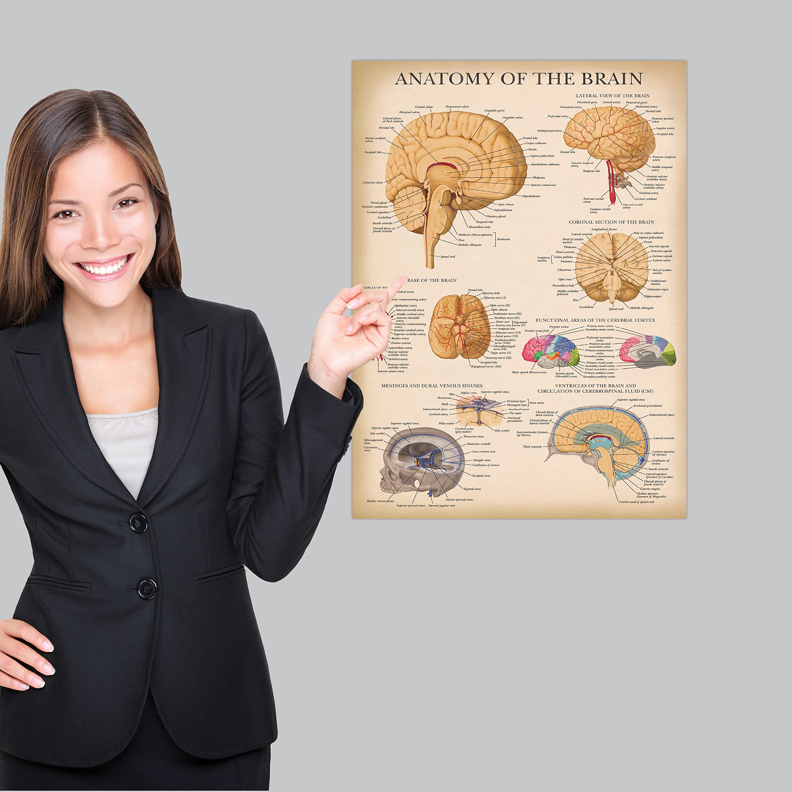 Mua Palace Learning Vintage Brain Anatomy Poster - Laminated ...