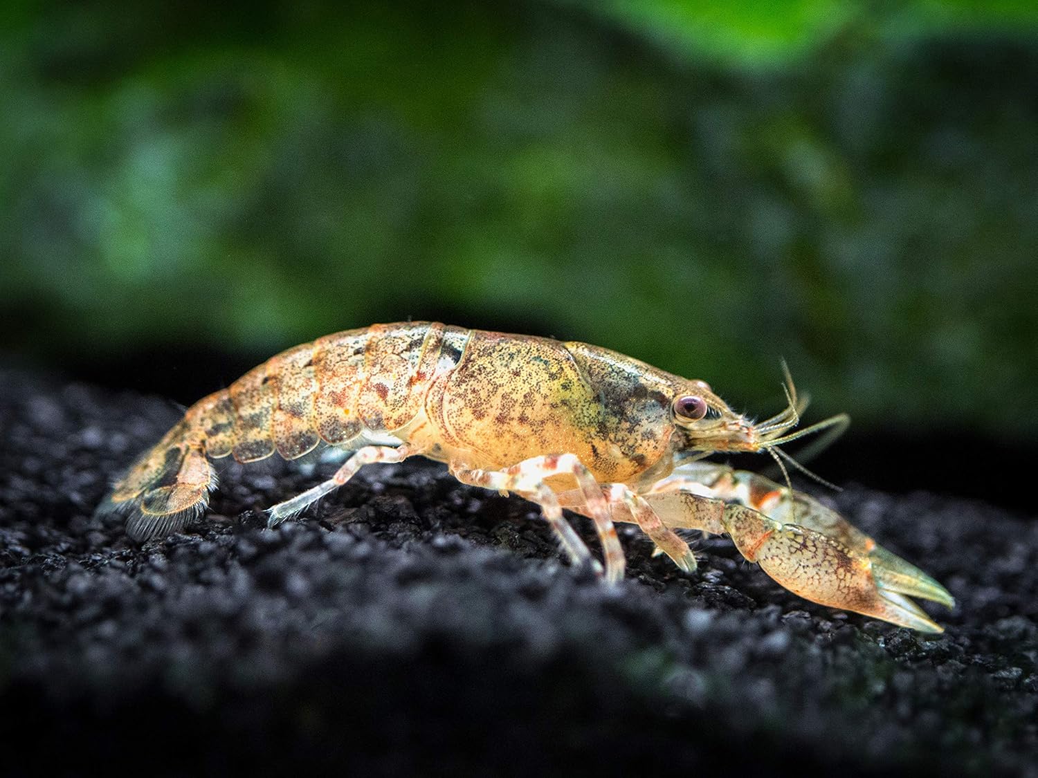 Amazon.com : Aquatic Arts 3 Live Cajun Dwarf Crayfish | Live Freshwater ...