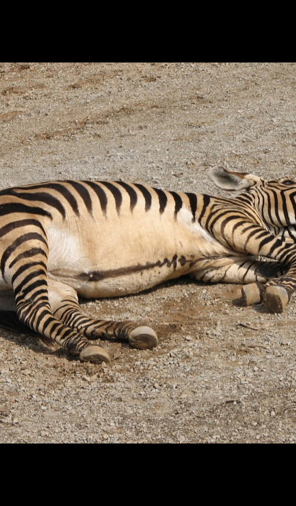 cute zebra Wallpaper -- HD Wallpapers of cute zebras!:Amazon.com ...