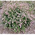 Amazon.com : Proven Winners Proud Berry Coralberry (Symphoricarpos sp ...