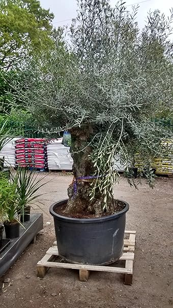 Extra Large Olive Tree - Free delivery: Amazon.co.uk: Garden & Outdoors