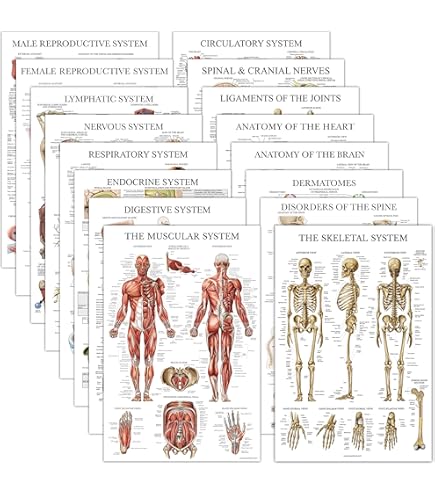 The Prostate Gland Anatomical Chart Anatomy Poster
