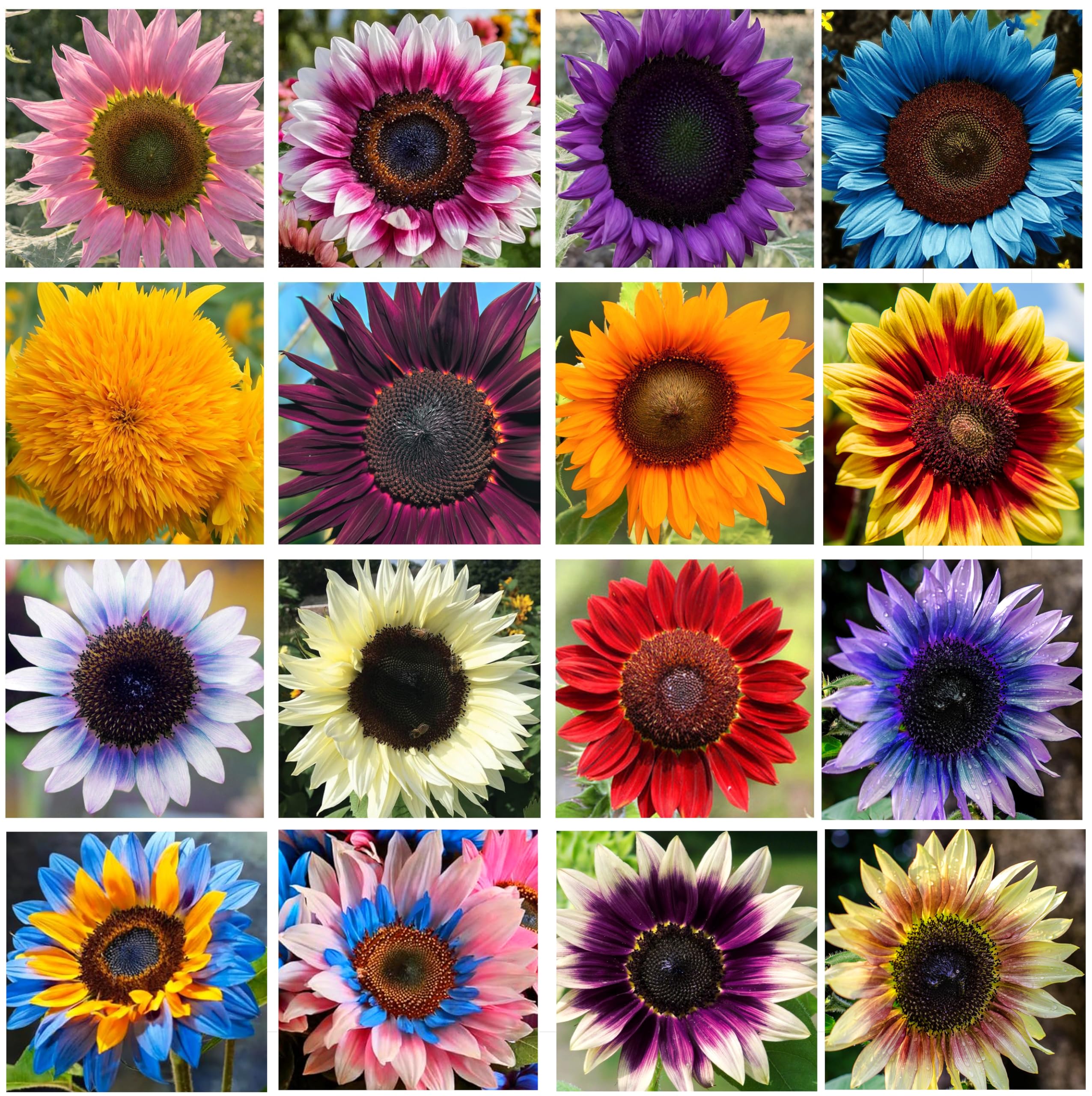 Giant Sunflower Seeds Mix (200+ Seeds) – Red, Purple, Pink Heirloom ...