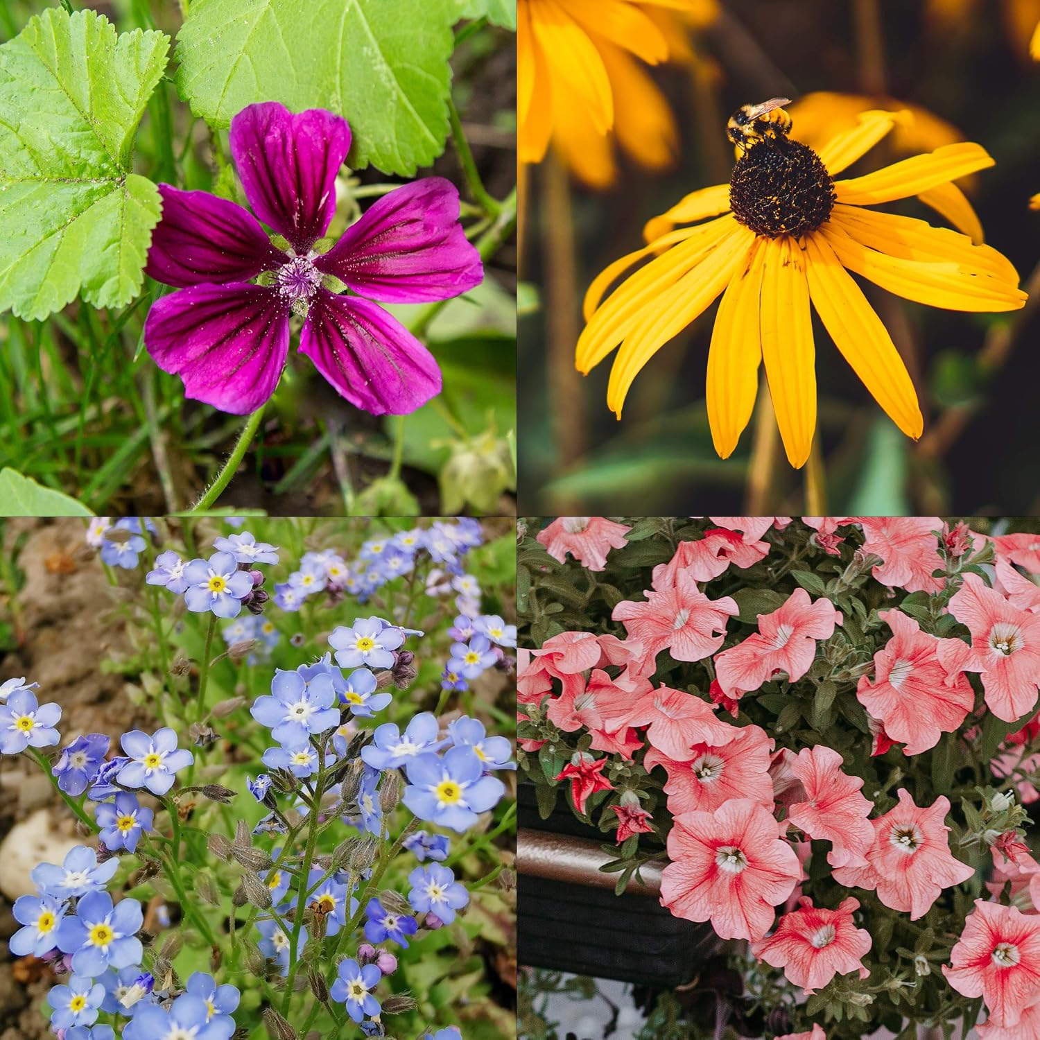 Grow Your Own Flowers: Premium Garden and Balcony Flower Seeds Set with ...