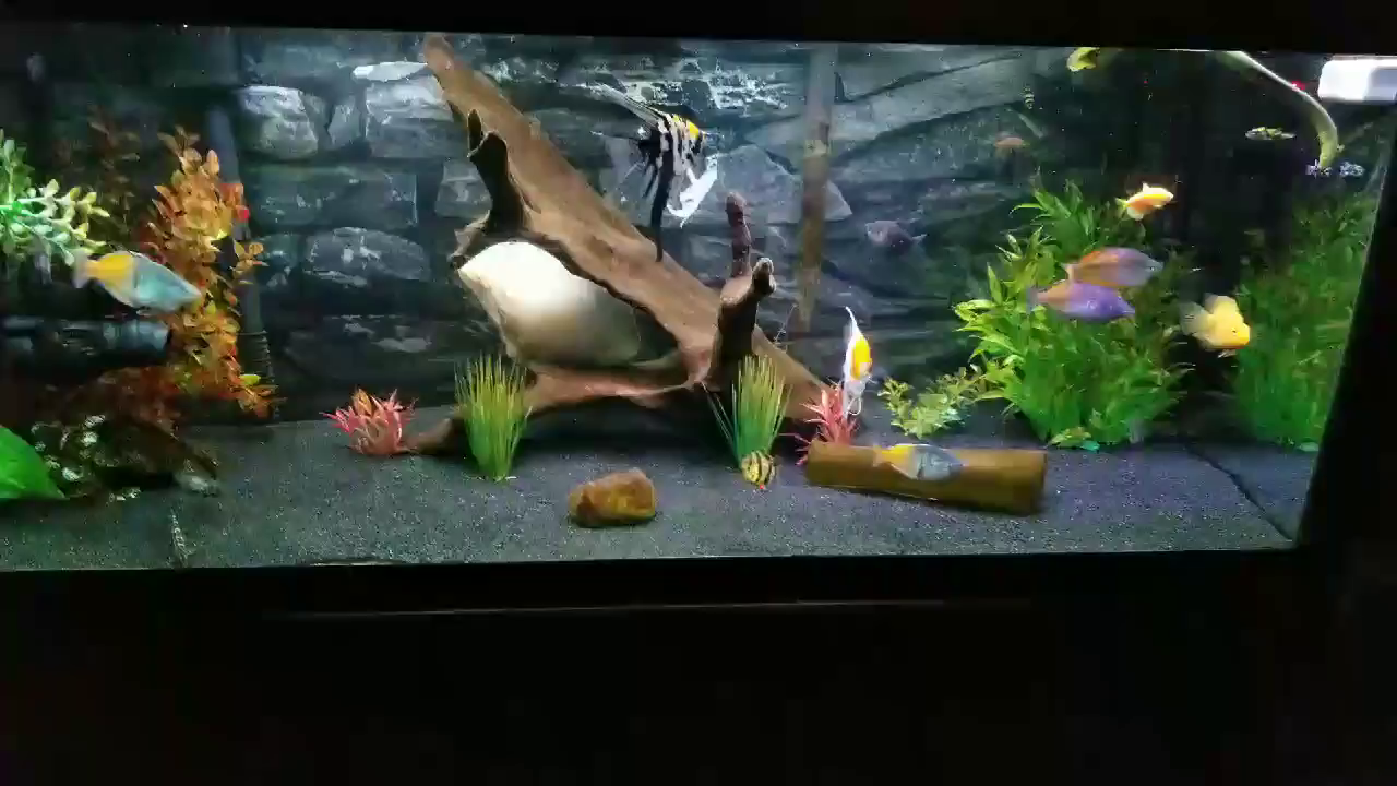 Amazon.com : Dark Silvefr Flat Rock / HD Stone Aquarium Background 21 ...