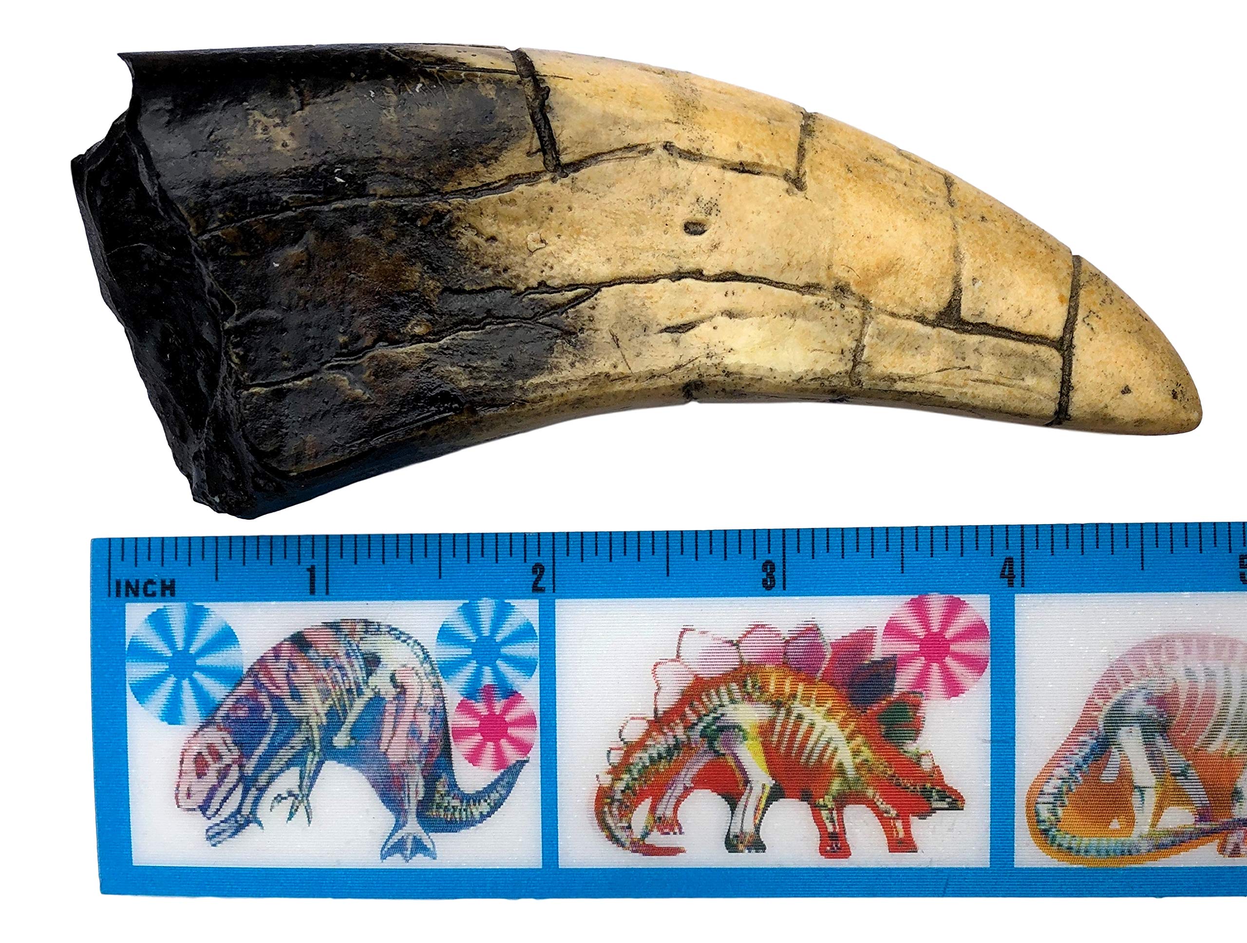 Mua T-Rex - Tyrannosaurus Rex Dinosaur Tooth Replica trên Amazon Mỹ ...