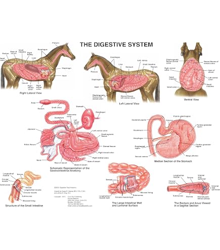 Horse Reproductive System Female