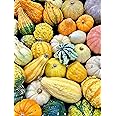Amazon.com : “Monster Mix” Gourd Mix Seeds – A dozen different ...