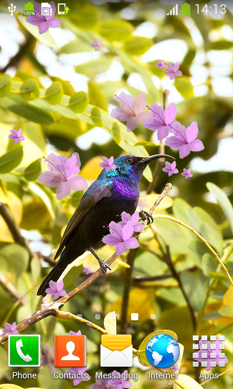 Hummingbird Live Wallpapers:Amazon.com:Appstore for Android