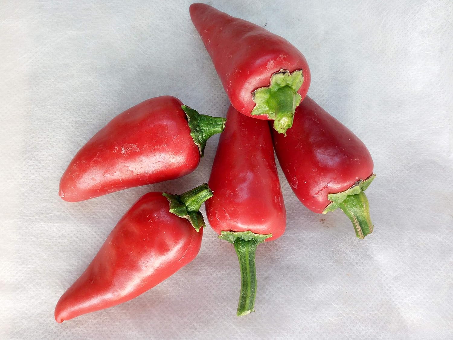 25+ Organic Piment D'Espelette Basque Treasure Pepper Seeds-D 72 ...