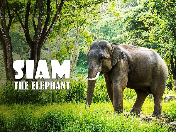 Watch Siam, The Elephant | Prime Video