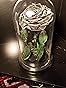Amazon.com: Handmade Preserved Roses in Glass Dome, Long Lasting Black ...