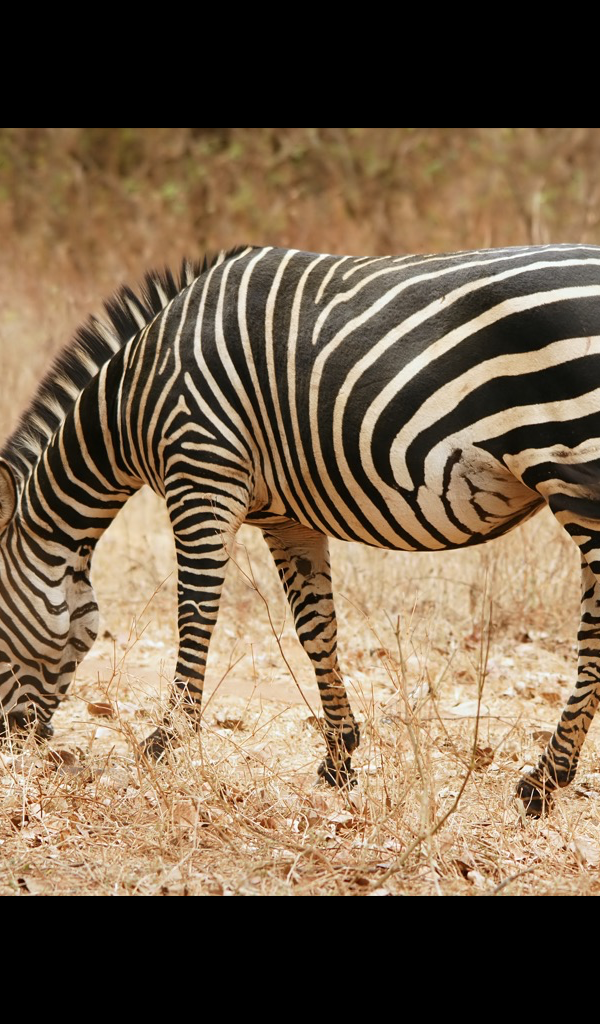 cute zebra Wallpaper -- HD Wallpapers of cute zebras!:Amazon.co.uk ...