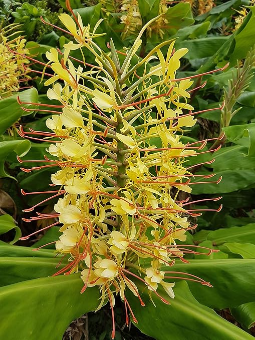 Amazon.com : Hawaiian Yellow Kahili Ginger Plant Root ~ Grow Hawaii ...