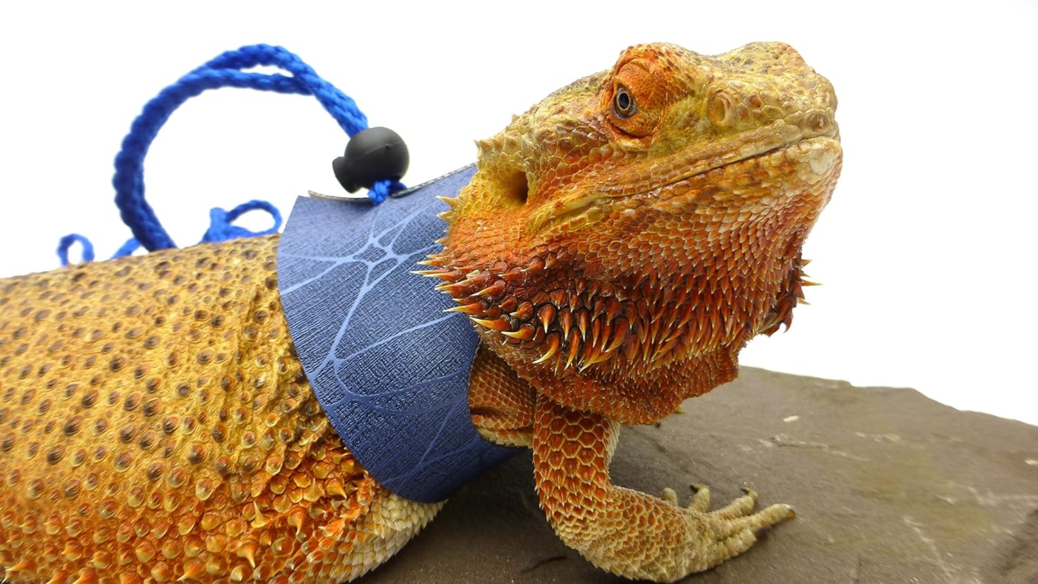 Amazon.com : Ogle Lizard Leash, Limited Edition Blue Web (Extra-Large ...