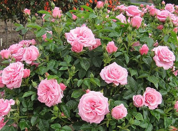 Pretty Polly - 4lt Potted Patio Garden Rose Bush - Long Lasting Repeat ...