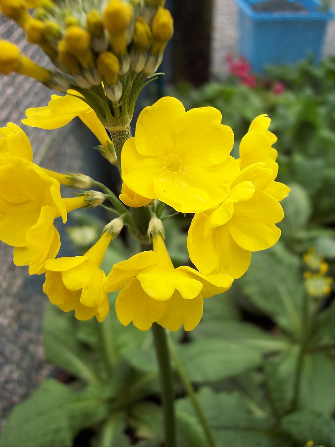 Primula prolifera candelabra, bog garden, pond edge, damp border ...