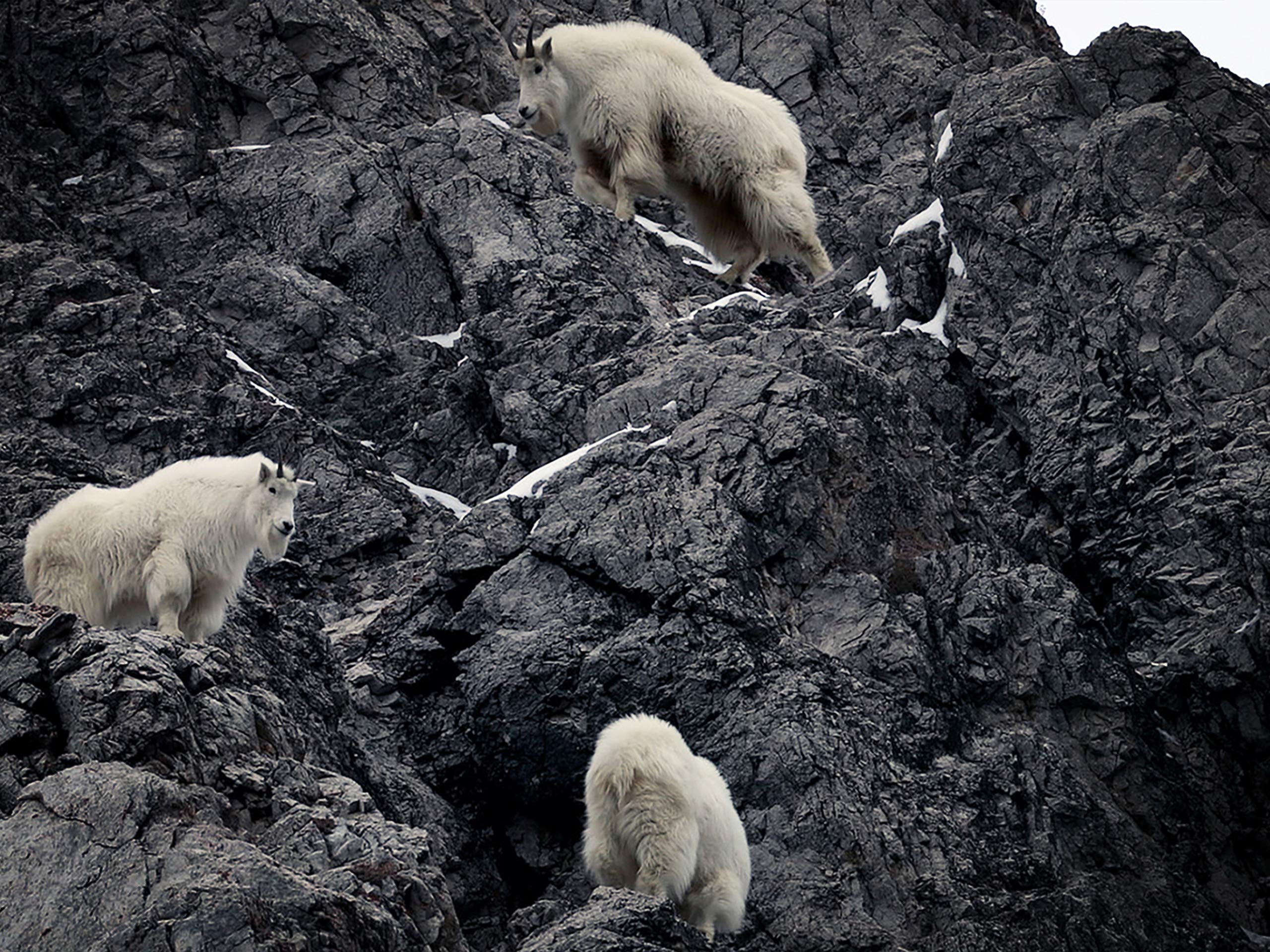 Amazon.de: Wildlife Alaska - Ranger im Einsatz - Season 1 ansehen ...