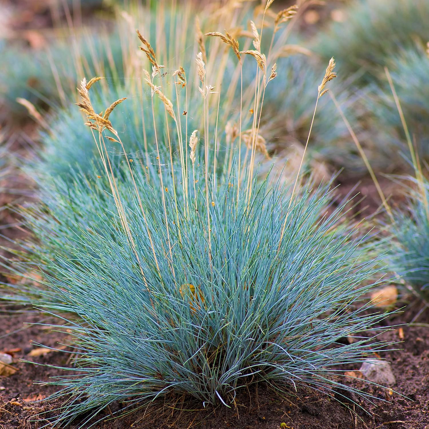 Festuca Glauca Elijah Blue 3 Plants Evergreen Outdoor Grasses In Festuca Glauca Elijah Blue 3 Plants Evergreen Outdoor Grasses In