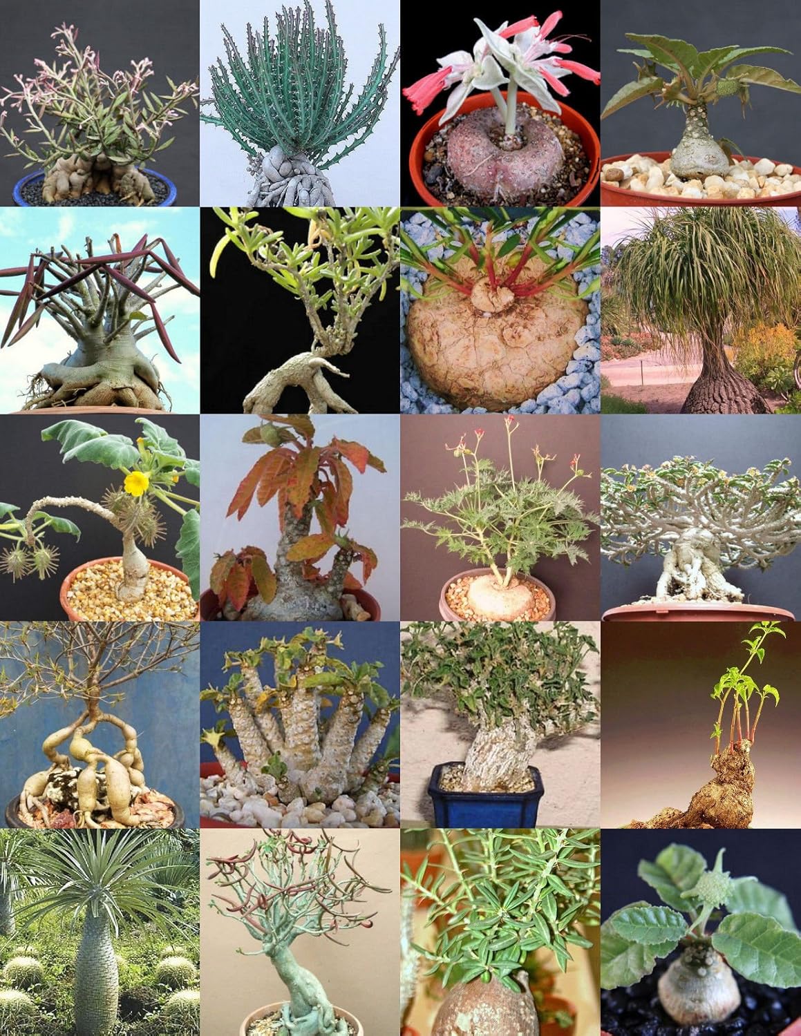 Amazon.com : Caudex Plants Mix Rare Base Plant Exotic caudiciform ...
