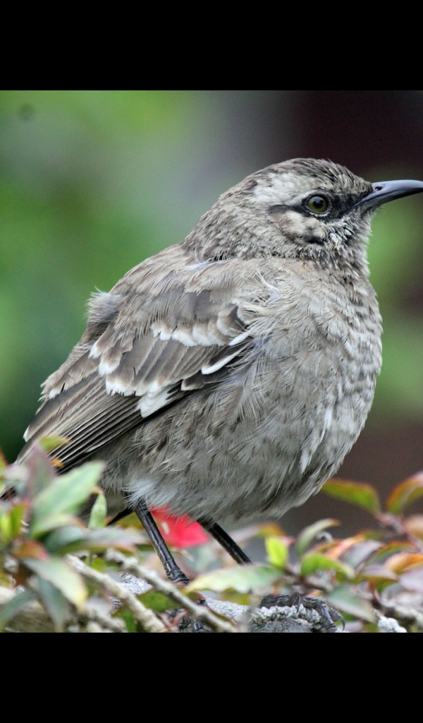 Mockingbird Wallpaper -- HD Wallpapers of Mockingbird!:Amazon.it ...