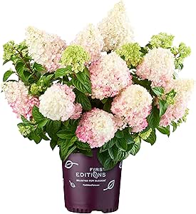 Amazon.com : First Edition Vanilla Strawberry Hydrangea, 3 Gal, White ...