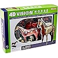 Amazon.com: Tedco 4D Vision Dog Anatomy Model : Toys & Games