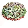 Amazon.com : Shop Succulents Assorted Succulent Plant Pack Collection ...