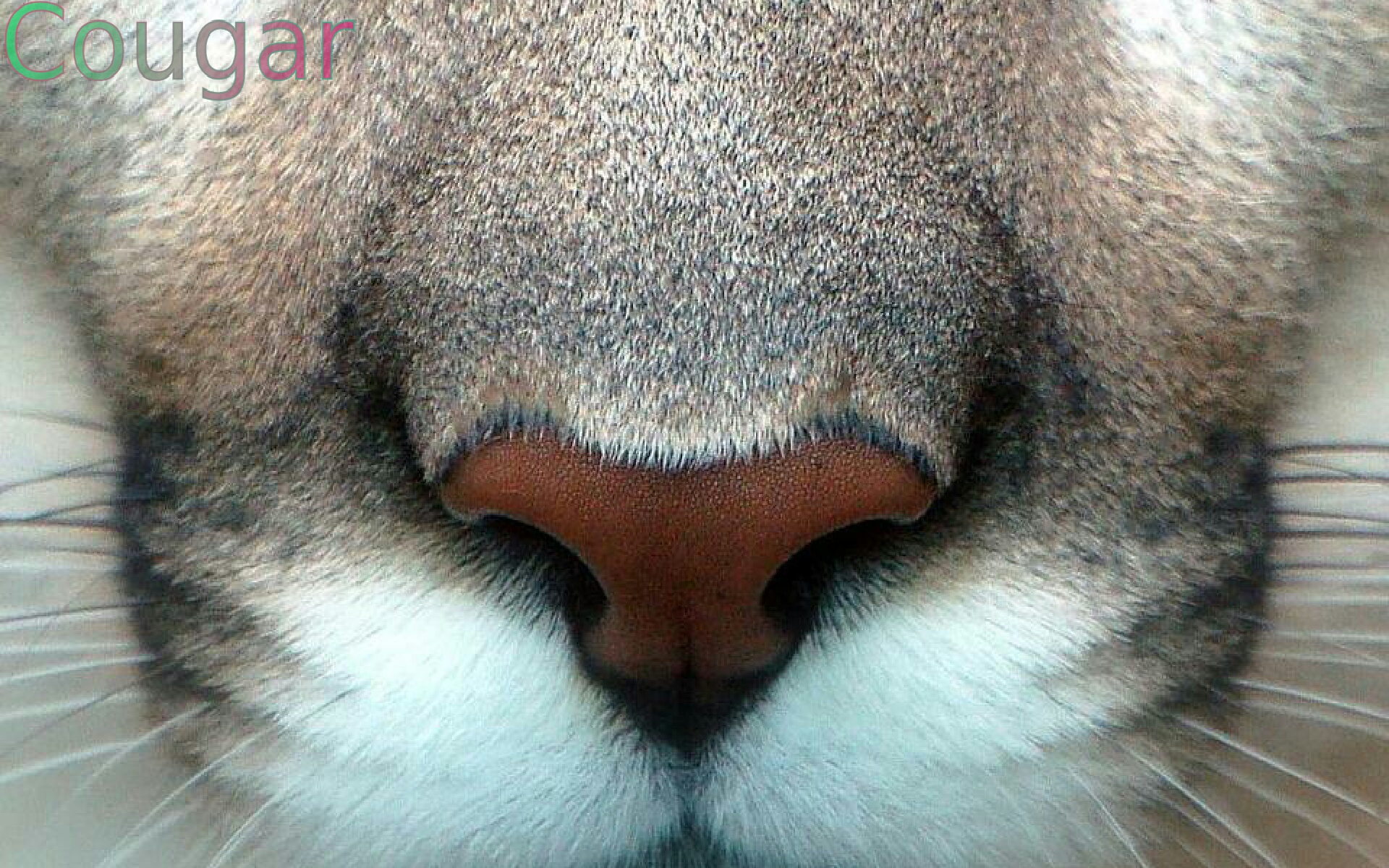 Animal Noses: Amazon.ca: Appstore for Android