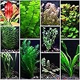 Amazon.com: 10 Species Live Aquarium Plants Package - Microsorum Java ...