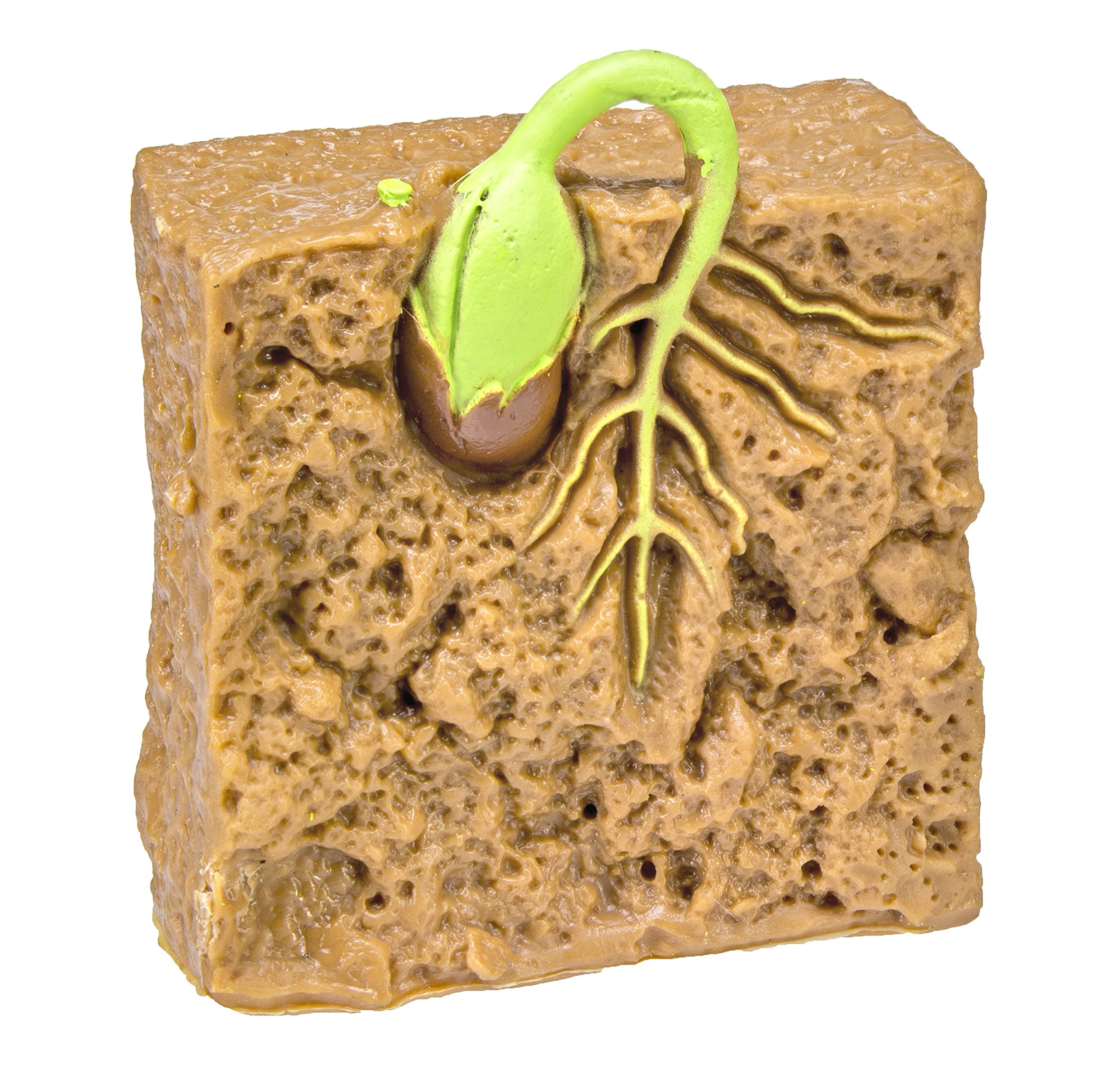 Mua Safari Ltd. Life Cycle of a Green Bean Plant - Educational Toy ...