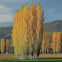Amazon.com : Lombardy Poplar Trees for Planting - Great for Privacy ...