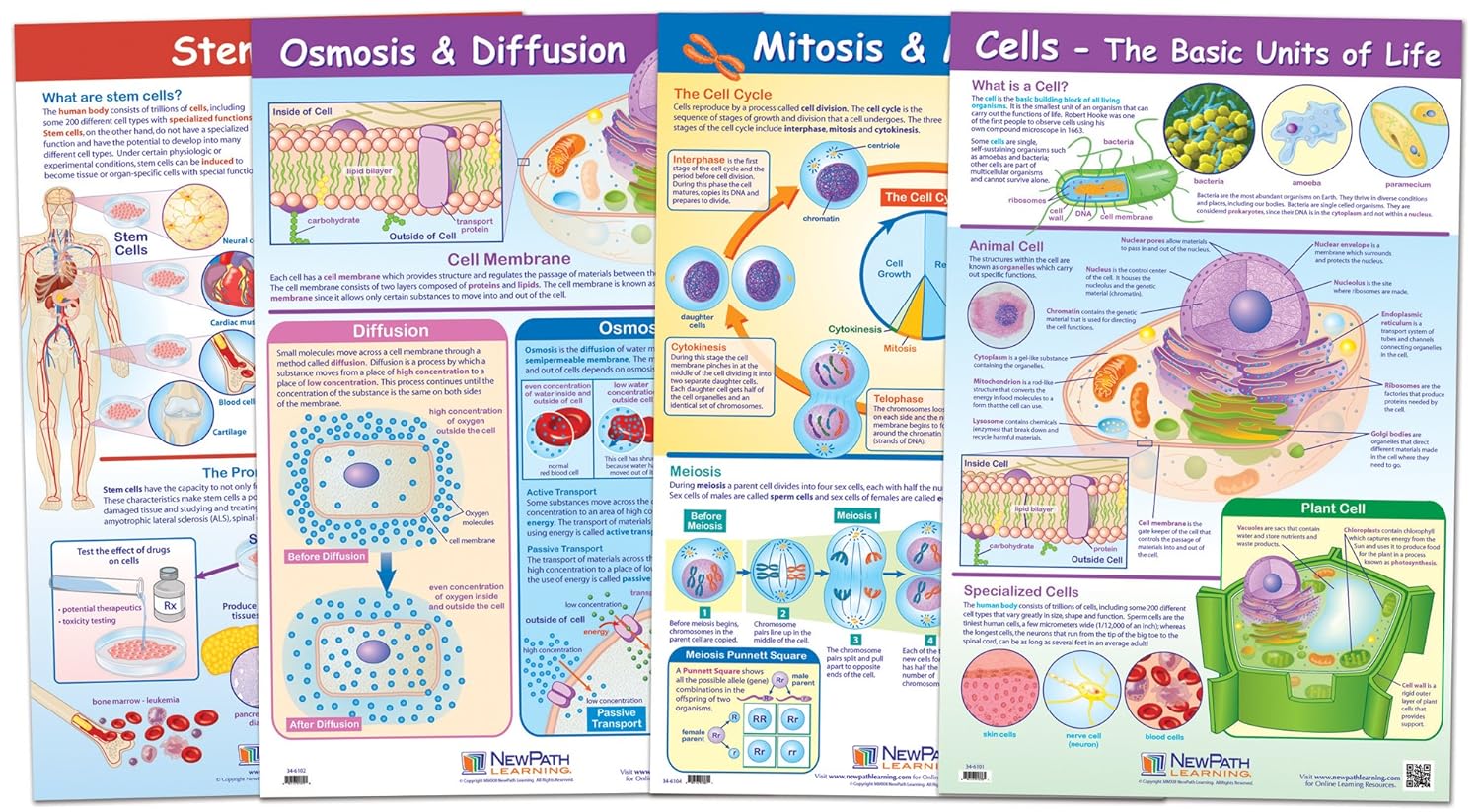 Amazon.com: NewPath Learning Cell Structure & Processes Posters, Set/4 ...