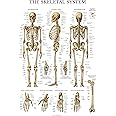 Palace Learning Skeletal System Anatomical Chart - Laminated - Human Skeleton Anatomy Poster ...