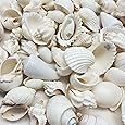 Amazon.com: PEPPERLONELY Medium White Shell Mix Sea Shells, 10 OZ Apprx ...