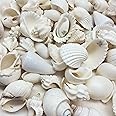 Amazon.com: PEPPERLONELY Medium White Shell Mix Sea Shells, 10 OZ Apprx ...