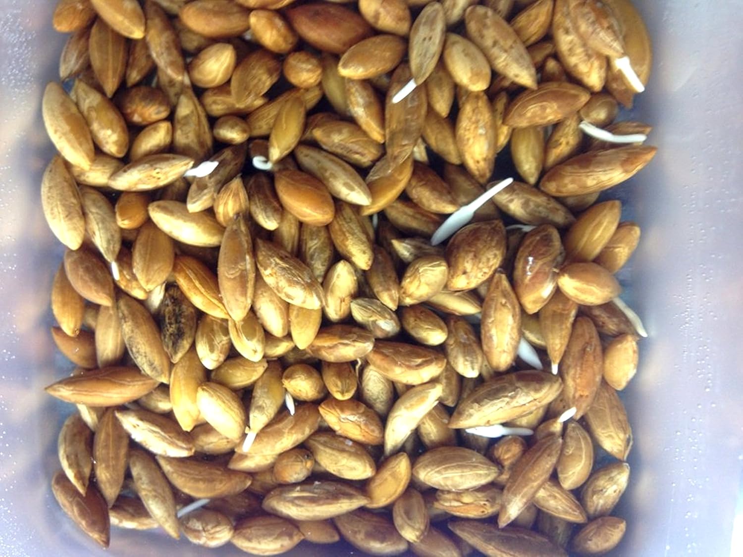 Fruit Seeds Lot#2 5 types of olive tree Olive tree seeds 5X40=200 Seeds ...