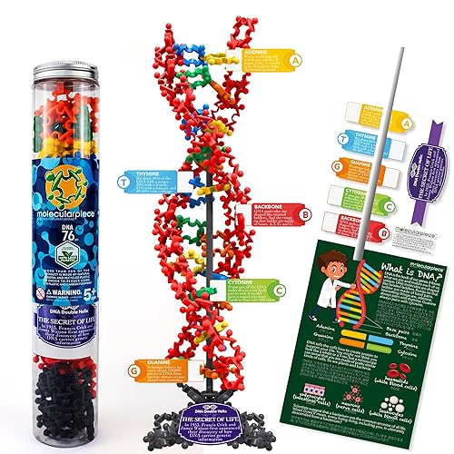 molecularpiece: DNA Double Helix Structure Model (76 pcs) 4D STEM ...