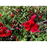 Amazon.com : Park Seed Summer Jewel Red Salvia Seeds : Garden & Outdoor