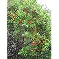 Amazon.com : 25 STRAWBERRY TREE Edible Red Berry Tree Arbutus Unedo ...