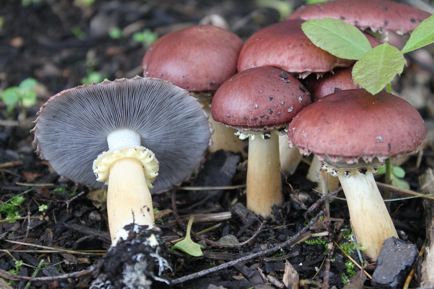 King Stropharia (Stropharia Rugoso-annulata) Mushroom Spore Syringe ...