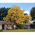 Amazon.com : Yellow Tabebuia Trumpet Tree - Live Plant in a 3 Gallon ...