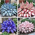 Amazon.com : 320+ Hosta Seeds Heart-Shaped Hosta Bare Roots - Rich ...