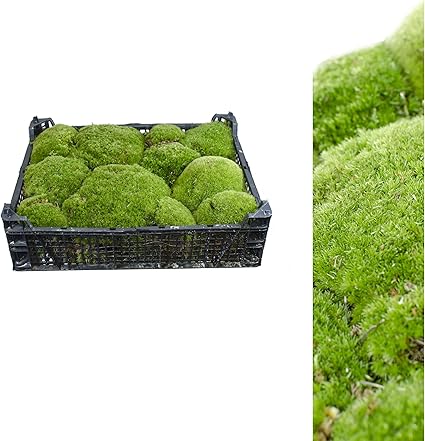 Natur Kugelmoos, 1x Kiste frisches Moos, Bollenmoos, Hügelmoos: Amazon ...