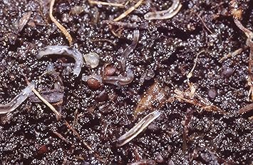 larvae in garden soil | Fasci Garden