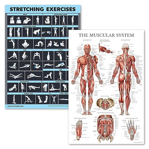 Laminated Posters for Stretching and Muscle Exercises - Laminated ...